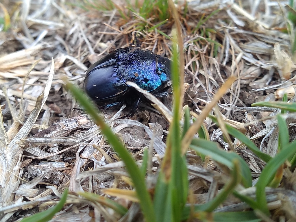Phanaeus quadridens from San Jerónimo Bonchete on June 14, 2022 at 01: ...