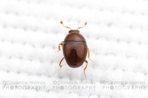 Aeletes politus · iNaturalist