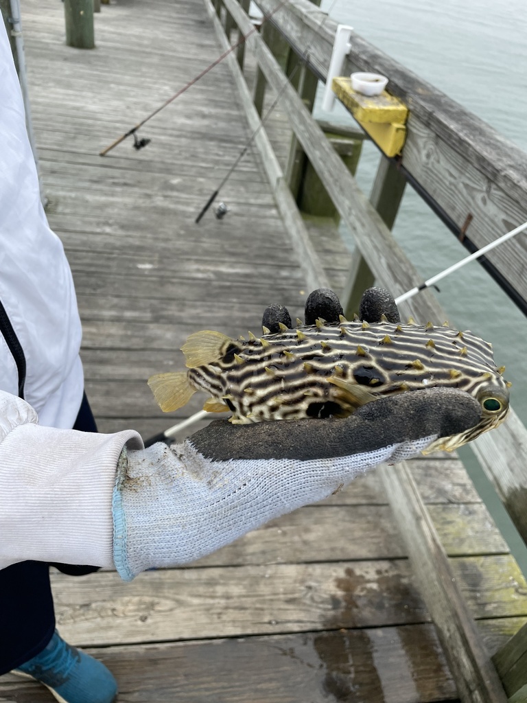 Striped Burrfish from Assawoman Bay, Ocean City, MD, US on May 20, 2022 ...