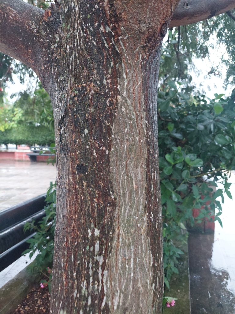 Cojoba arborea from Heredia, San Pablo, Costa Rica on June 14, 2022 at ...