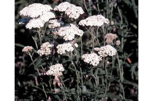 Common Yarrow (Level 1 GDE - SCNF Common Species) · iNaturalist