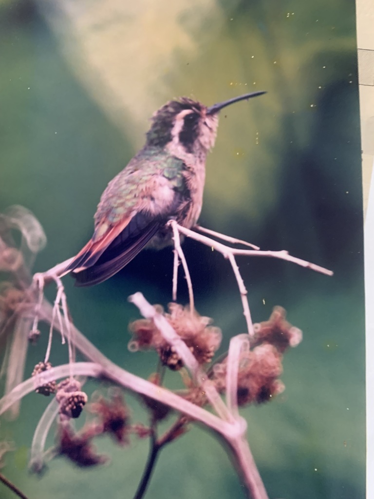 Xantus's Hummingbird from Bonniebrook, Sunshine Coast Regional District ...