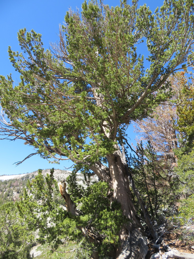 White pines from Washoe, Nevada, United States on June 14, 2022 at 10: ...