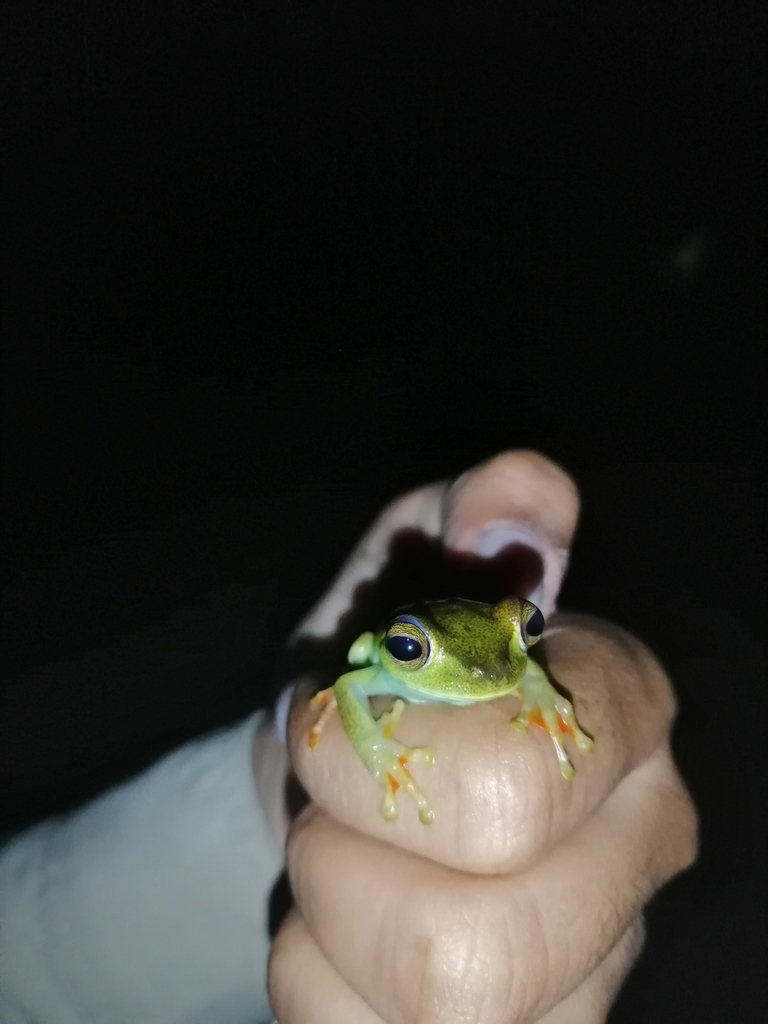 Canal Zone Tree Frog from Chiguirí Arriba on September 15, 2021 at 08: ...
