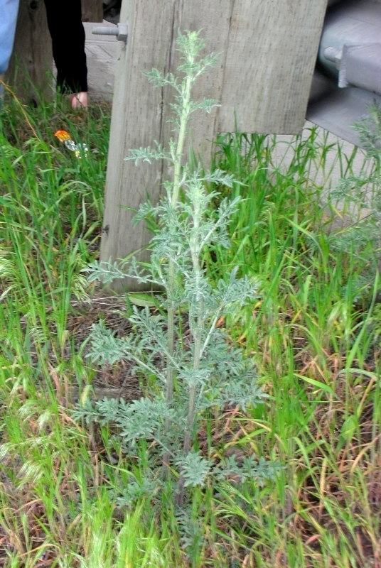 Spotted knapweed (Level 1 GDE - SCNF Common Species) · iNaturalist