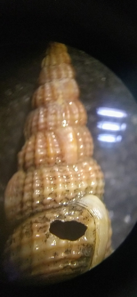 Cerithideopsis from Playa "La Boca" de Crucita on June 08, 2022 at 03: ...