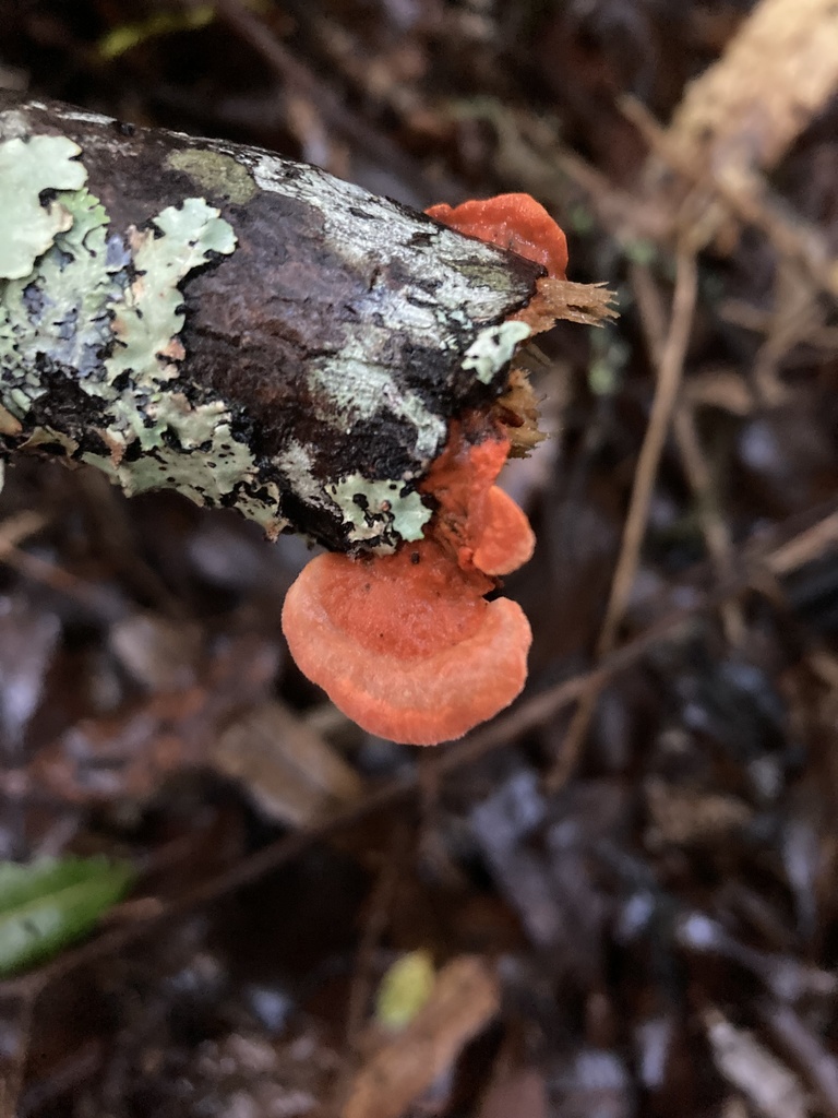 Southern Cinnabar Polypore from Whakatane, Putauaki, Bay of Plenty, NZ ...