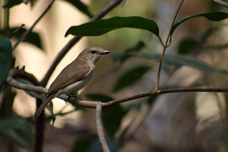 Grey Whistler from Middle Point NT 0822, Australie on June 9, 2022 at ...