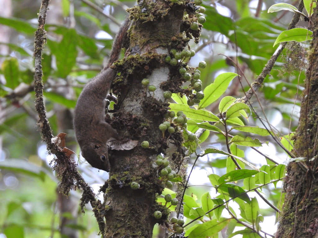 Lowland Slender Squirrel from Tarutung, Kabupaten Tapanuli Utara ...