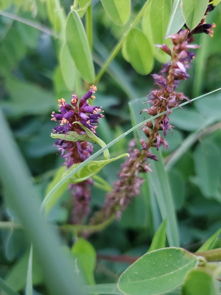 Faboideae from Maumee, OH, USA on June 14, 2022 at 09:20 PM by Daniel ...