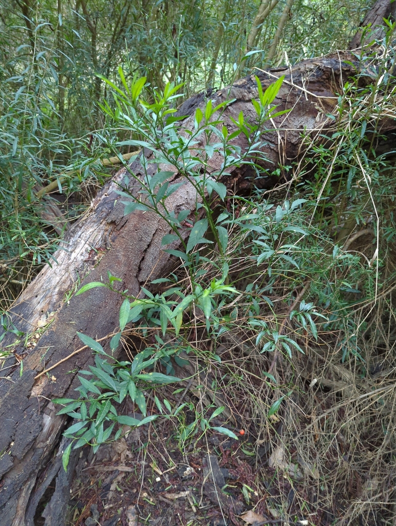 Jerusalem cherry from Yering VIC 3770, Australia on June 15, 2022 at 11 ...