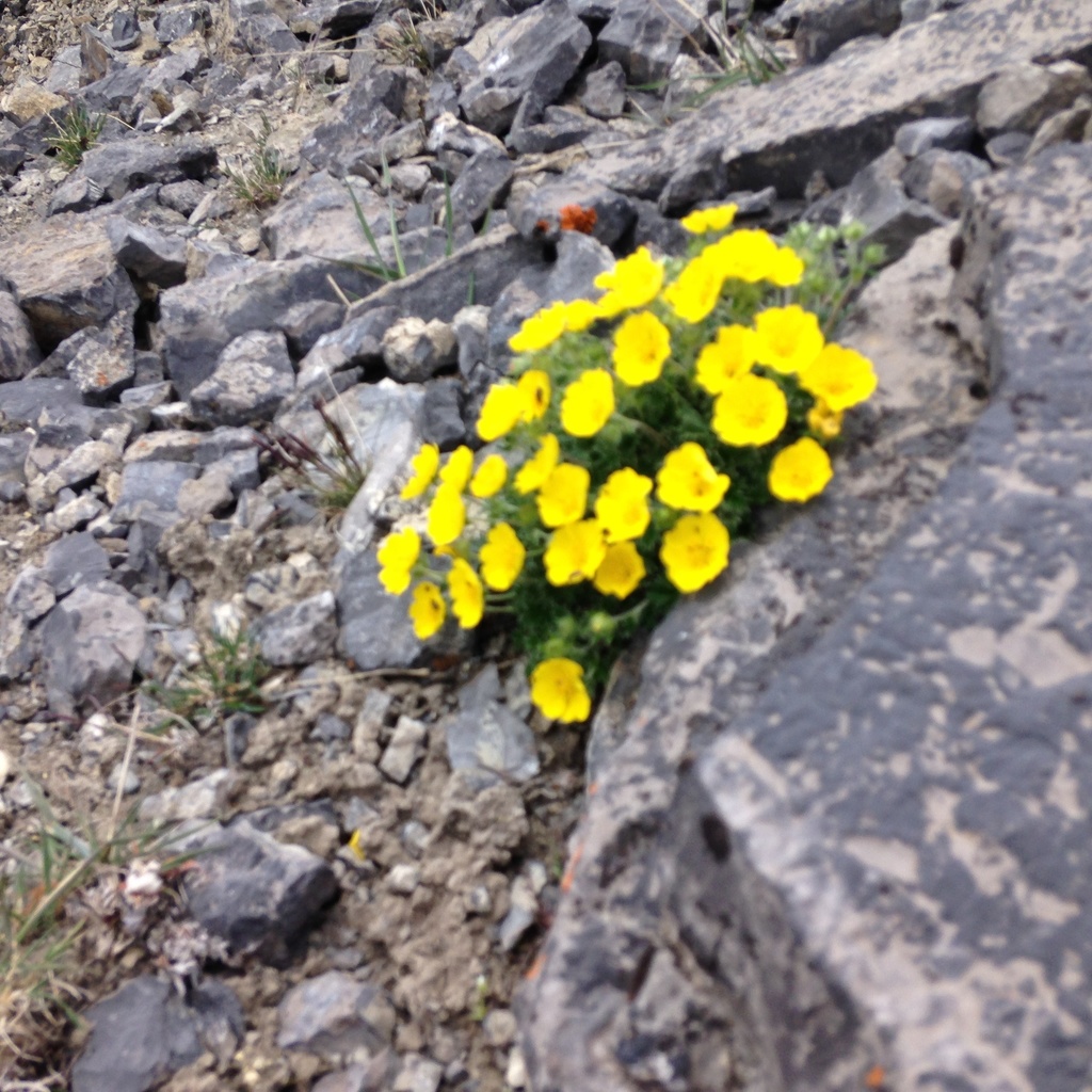 Snow Cinquefoil from Don Getty Wildland Provincial Park, Bighorn No. 8 ...