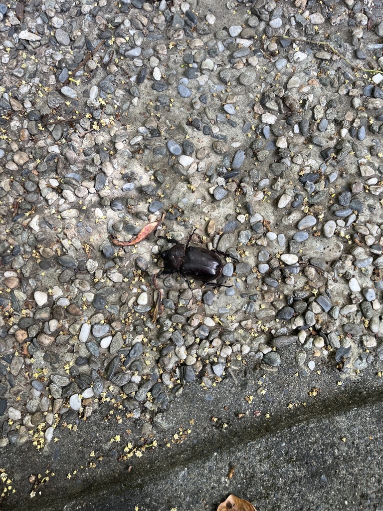 Trypoxylus dichotomus tsunobosonis from 高雄都會公園, TW on June 15, 2022 at ...