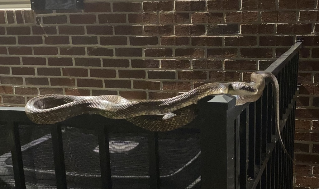 Gray Ratsnake from Franklin, KY, US on June 14, 2022 at 09:32 PM by ...