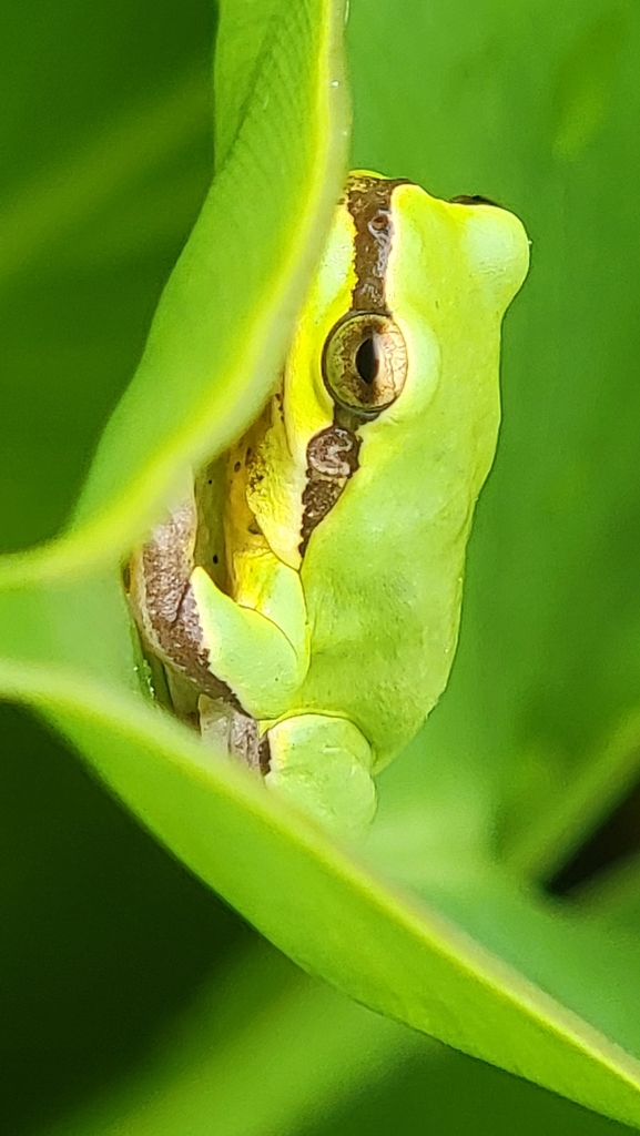 Common Chinese Tree Frog from Taizhou, CN-ZJ, CN on June 15, 2022 at 11 ...