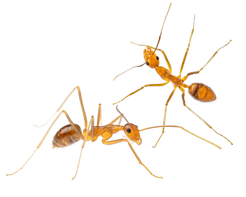 Yellow Crazy Ant from Brisbane QLD, Australia on June 10, 2022 at 02:11 ...