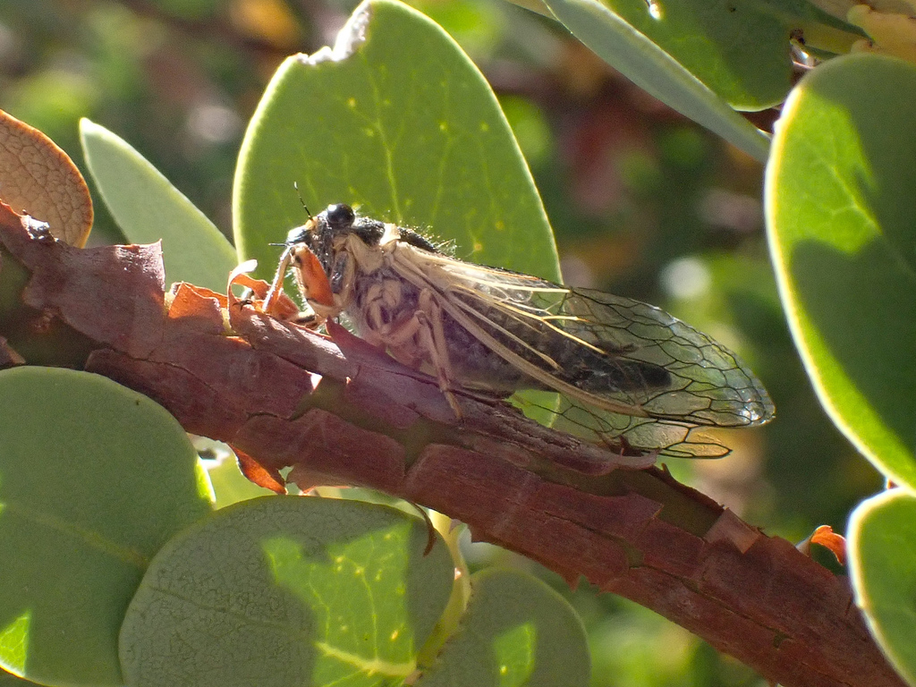 Wing-tapping Cicadas from Los Angeles County, CA, USA on June 14, 2022 ...