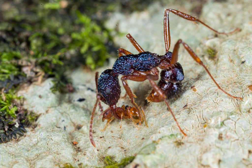 Blue Pony Ant from Mount Nebo QLD 4520, Australia on April 17, 2022 at ...