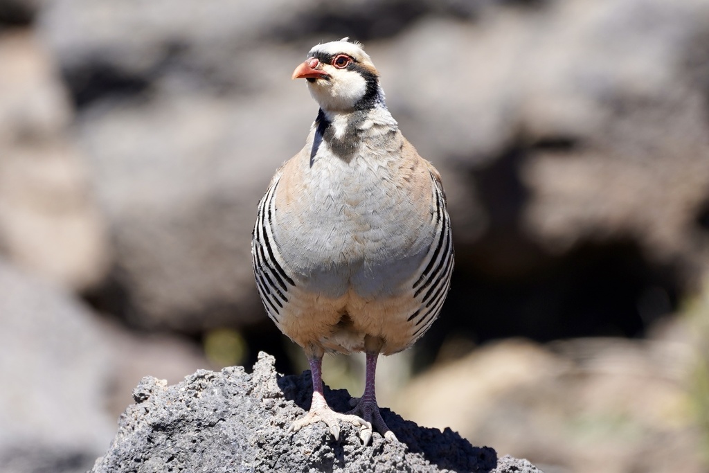 Chukar from Haleakalā National Park, Hana, HI, US on June 14, 2022 at ...