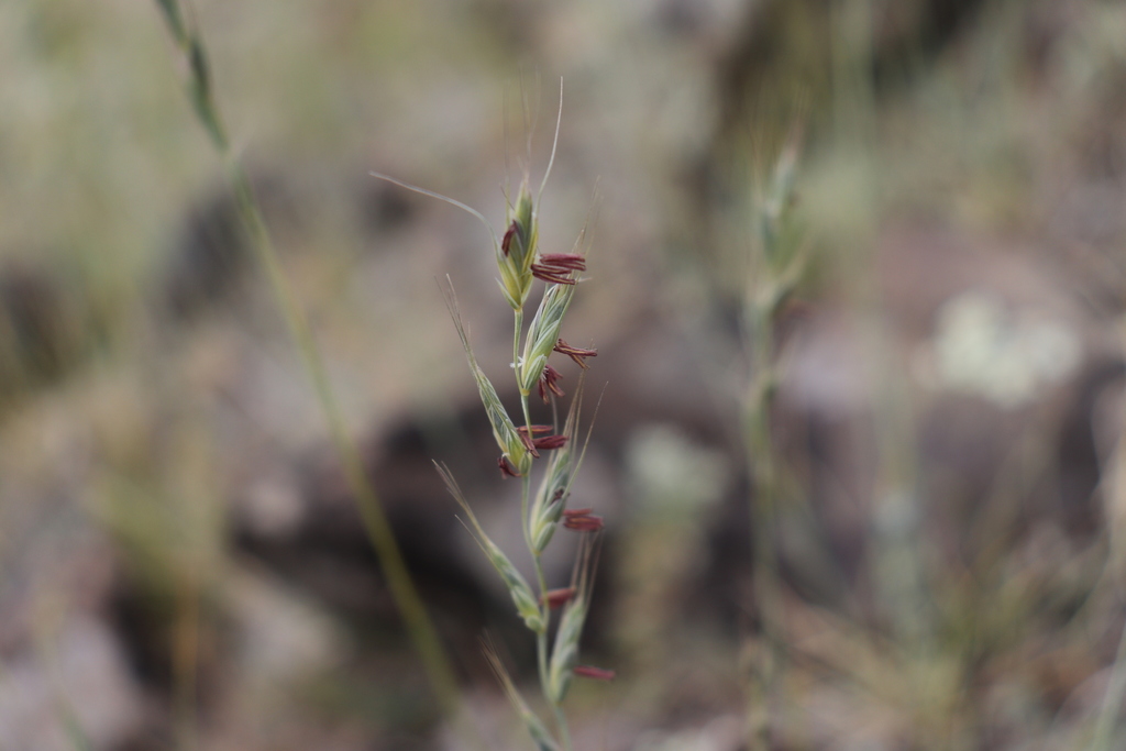 Elymus gmelinii from Малчин, Монгол Улс on June 27, 2021 at 11:47 AM by ...