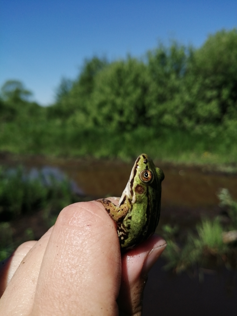 Marsh Frog from Ярославская обл., Россия, 152037 on June 12, 2022 at 12 ...