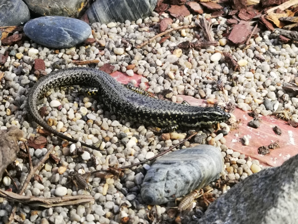 Yellow-bellied Water Skink from Mount Martha VIC 3934, Australia on ...