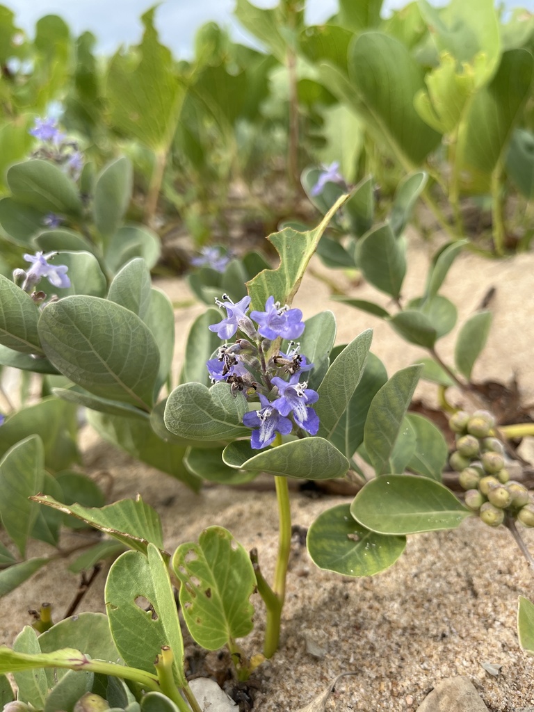 Beach Vitex from East Arnhem, NT, AU on June 15, 2022 at 03:56 PM by ...