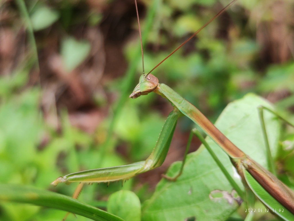 Chinese Mantis in June 2022 by 九天 · iNaturalist