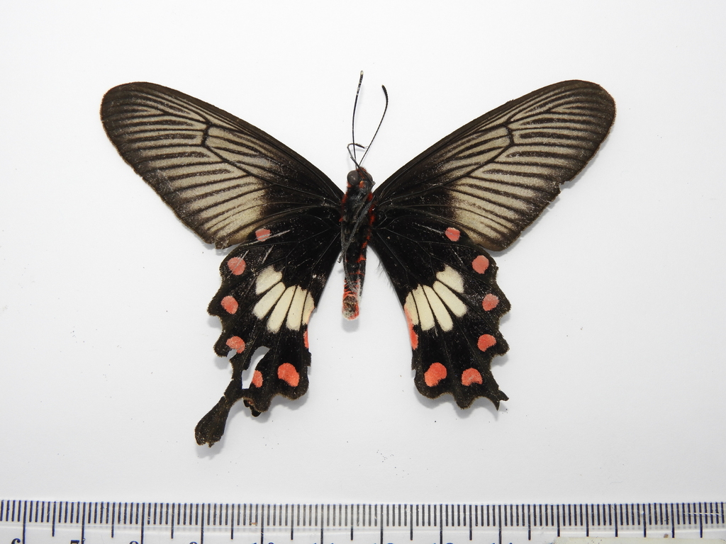 Red-bodied Swallowtails from Gn. Galunggung, Linggawangi, Kec ...