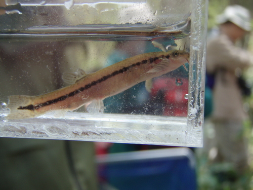 Lefua nikkonis · iNaturalist