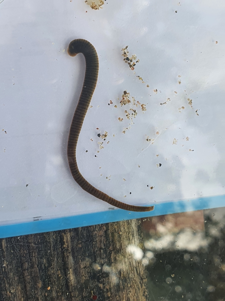 Horse Leech from Klybeck, Basel, Schweiz on June 15, 2022 at 12:21 PM ...
