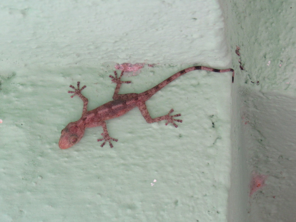 Indian Golden Gecko from பலம்ரதூர் ஆர்.எஃப்., தமிழ்நாடு, இந்தியா on ...