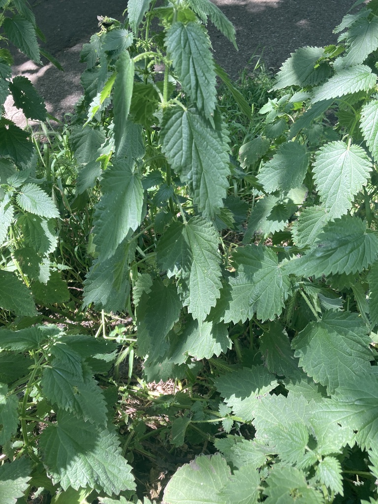 great stinging nettle from Hove Park, Hove, England, GB on June 15 ...