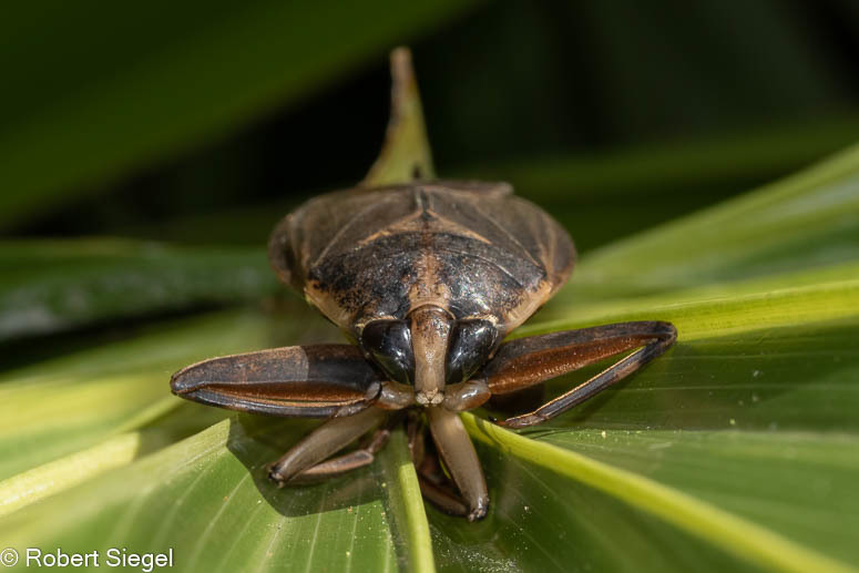 Eastern Toe-biter from Aventura, FL, USA on June 12, 2022 at 01:09 PM ...