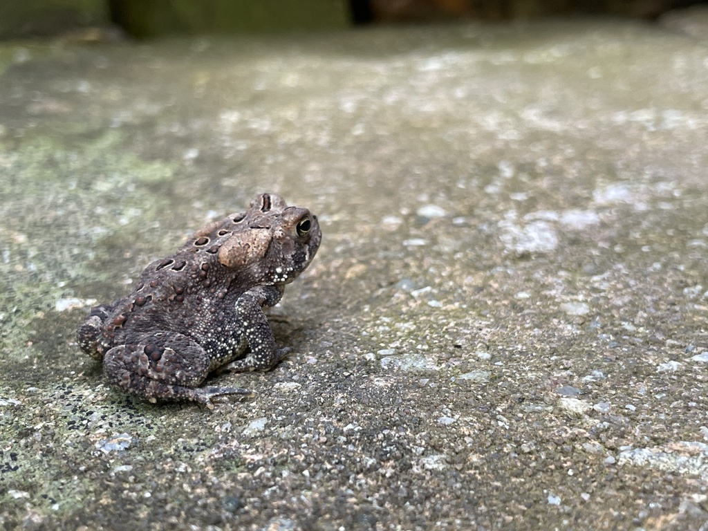 American Toad from Teaberry Dr, Philipsburg, PA, US on June 14, 2022 at ...