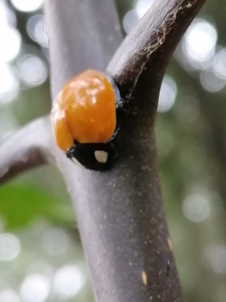 Anatis hydropica from San Miguel Ajusco, 14520 Ciudad de México, CDMX ...