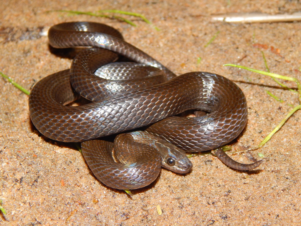 Common Brown Water Snake from Cederberg Wilderness Area, South Africa ...