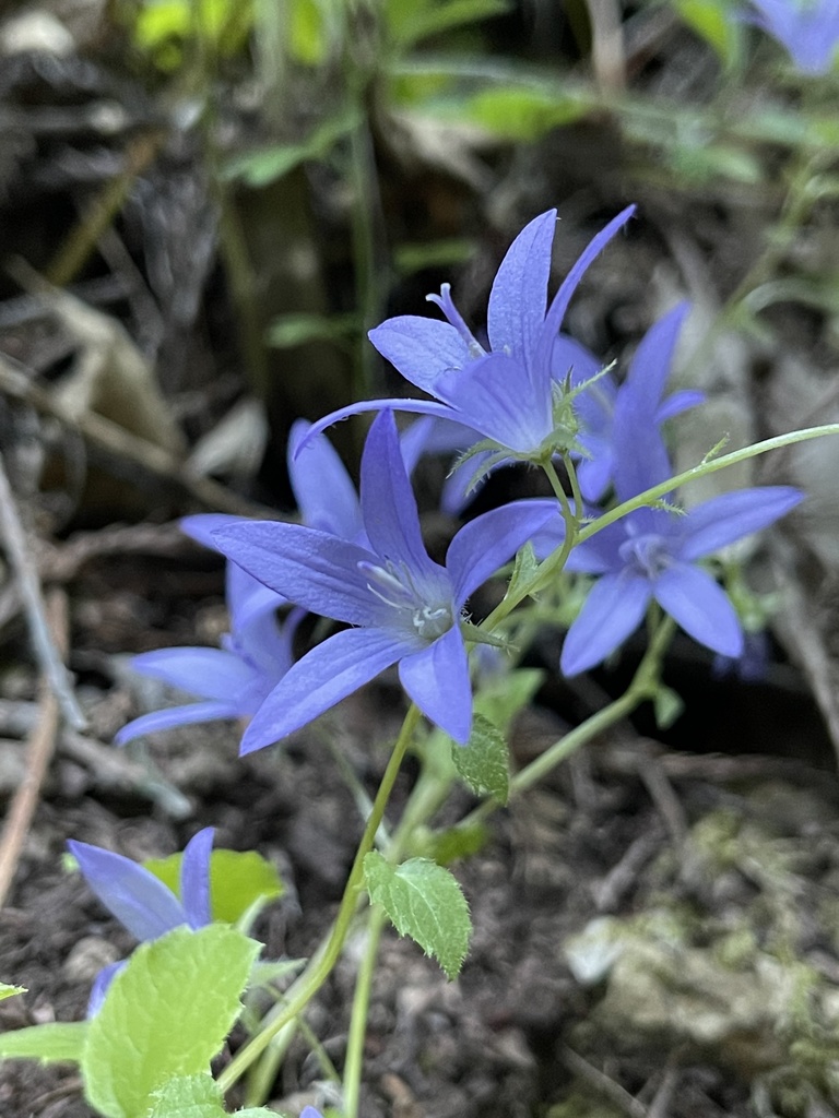 Trailing bellflower from Cascade Park, Mill Valley, CA, US on June 14 ...