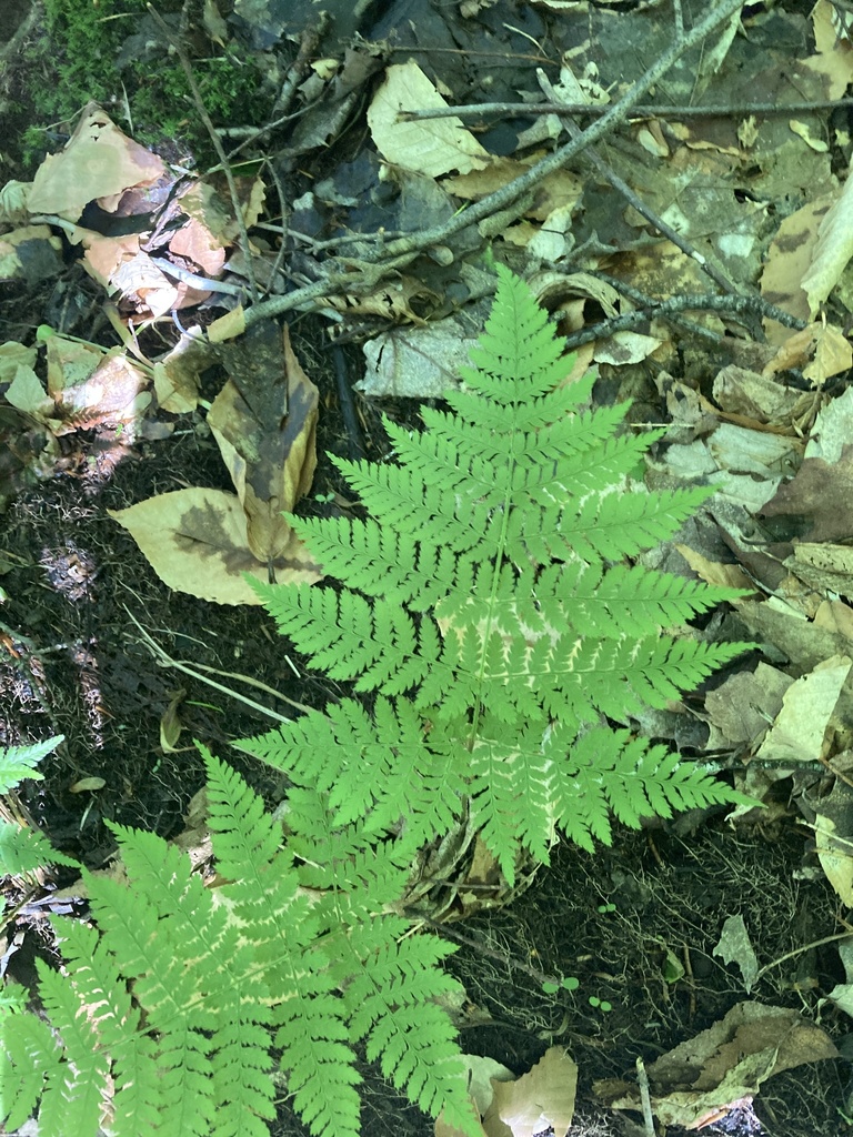 mountain wood fern from Parc national du Mont-Tremblant, Mont-Tremblant ...
