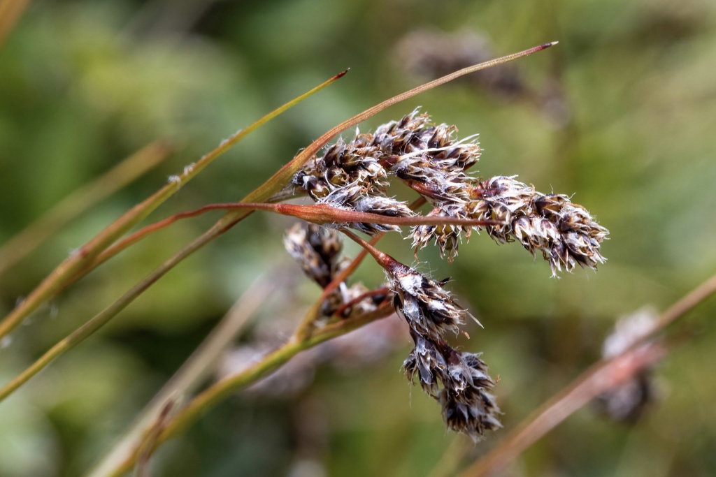 Spiked Woodrush from White Mountain National Forest, Randolph, NH, US ...