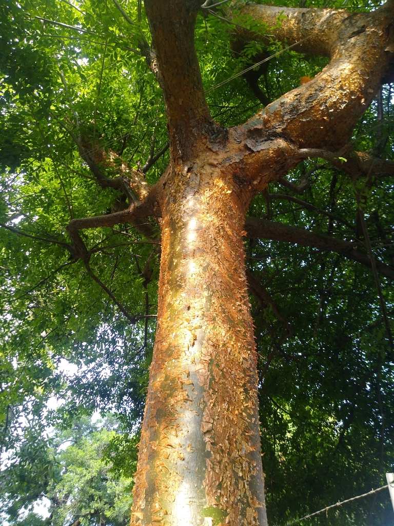 Bursera longipes from Yautepec, MX-MR, MX on June 12, 2022 at 05:52 PM ...