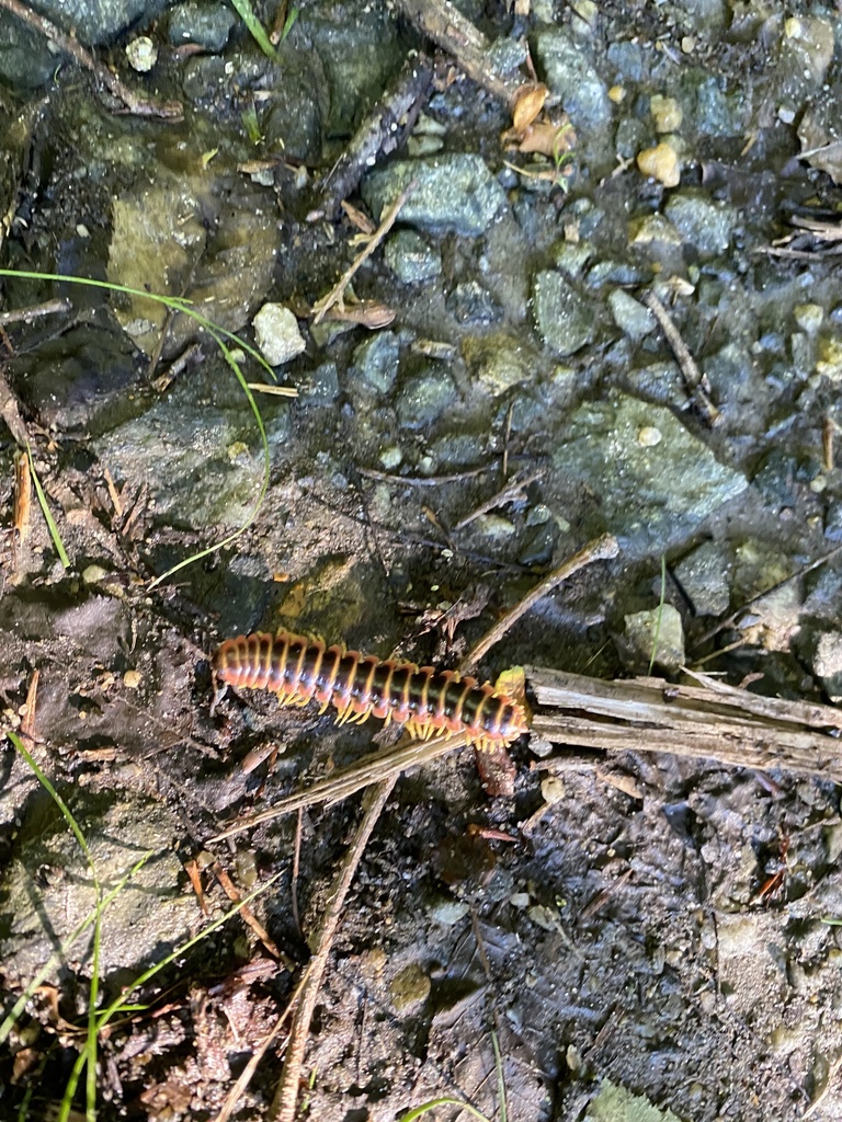 Black-and-gold Flat Millipede from White Clay Creek, Newark, DE, US on ...