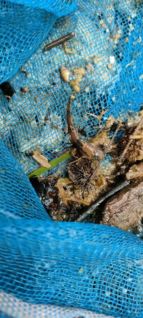 (Akysis recavus) - Marine Life Identification