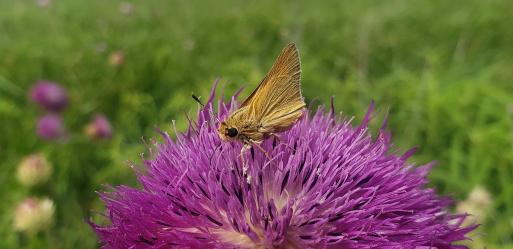 Arogos Skipper from Clymer Meadow ~ Nature Conservancy on June 15, 2022 ...