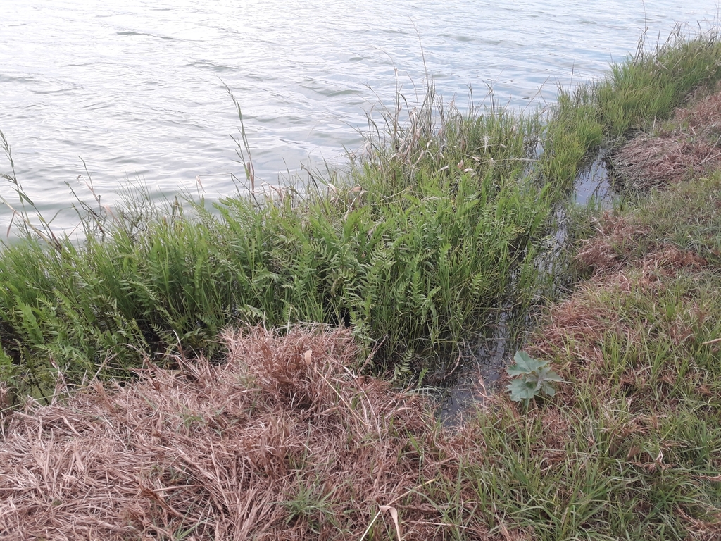 cutleaf water parsnip from Angel Hamon 10, Claustros de San Miguel ...