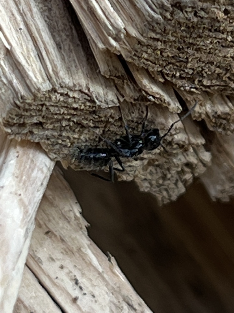 Hairy Smooth Carpenter Ant from Sierra National Forest, Shaver Lake, CA ...