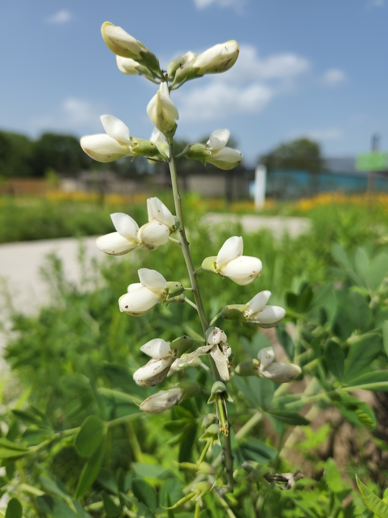 white wild indigo from Fairfield, WI 53913, USA on June 15, 2022 at 03: ...