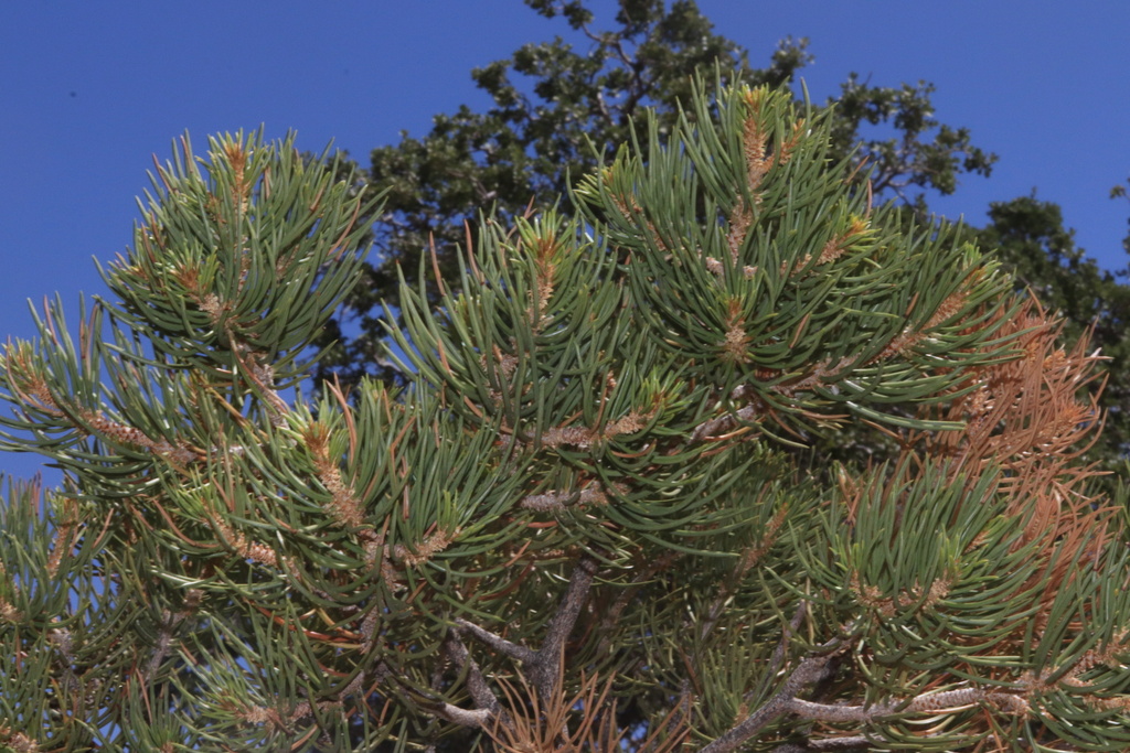 singleleaf pinyon from Coyote Rd, Yucca Valley, CA, US on June 14, 2022 ...