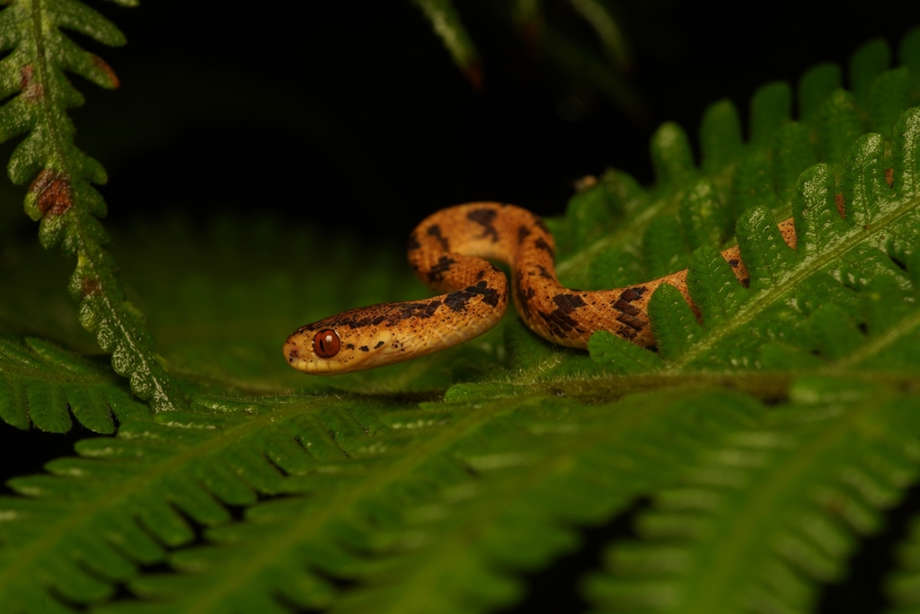 Chinese Slug Snake in June 2022 by pygo · iNaturalist
