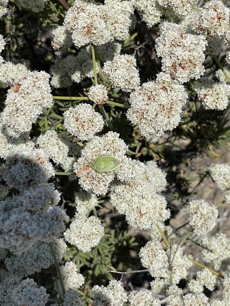 Uhler's Stink Bug from Jurupa Valley, CA, US on June 13, 2022 at 02:57 ...
